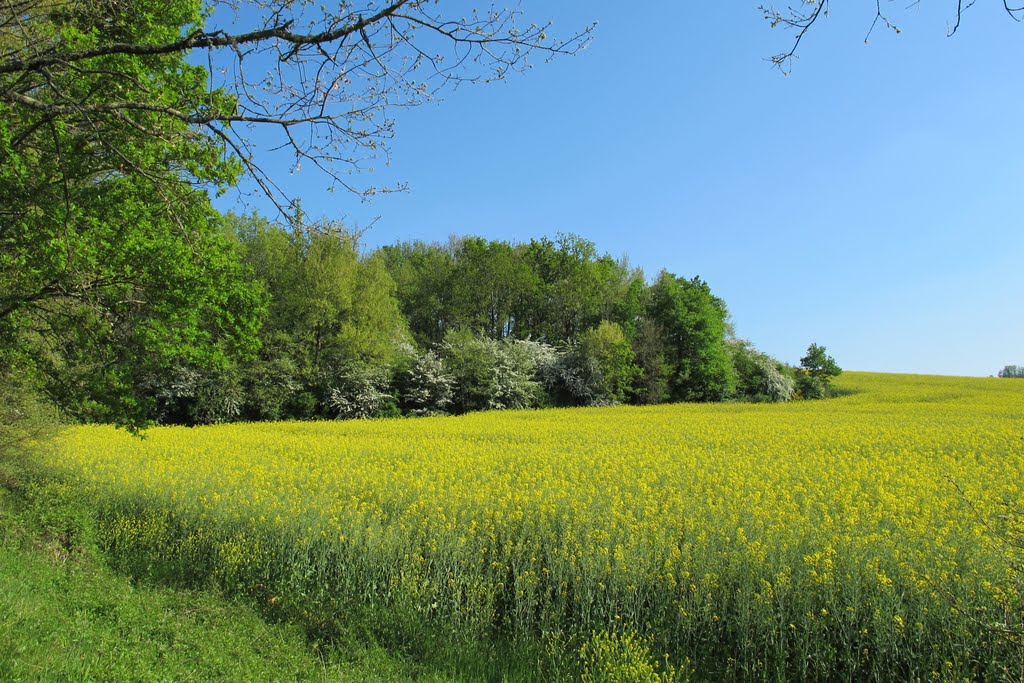image paysage campagne #2