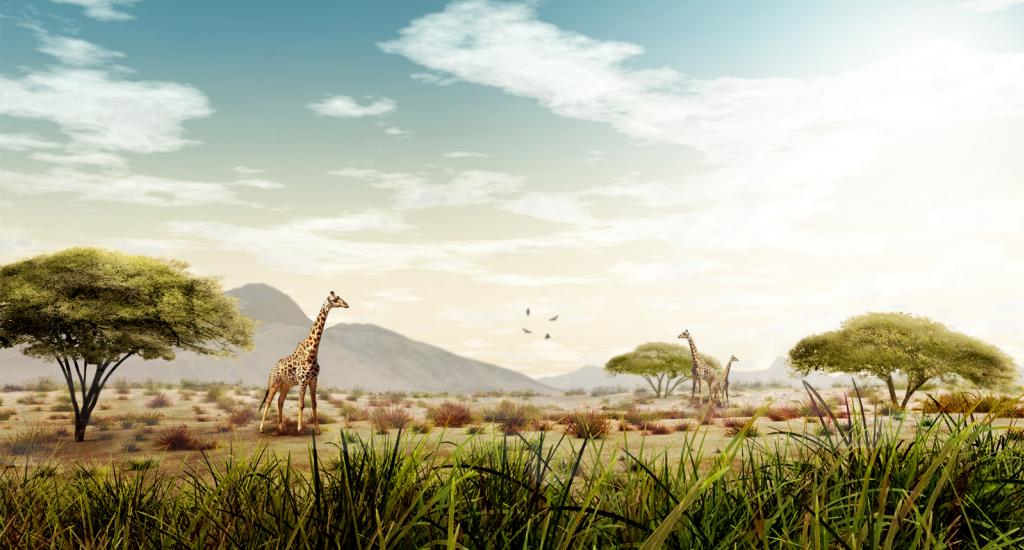 photo paysage savane